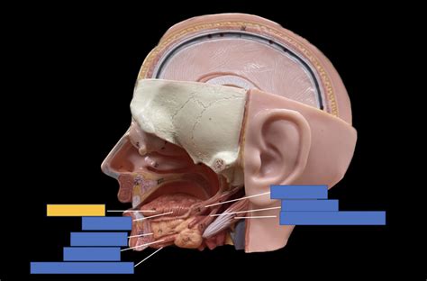 Inside Mouth Diagram Quizlet