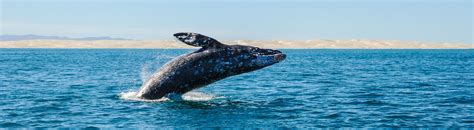 Its Time Learn More About Gray Whale Facts By Seethewild