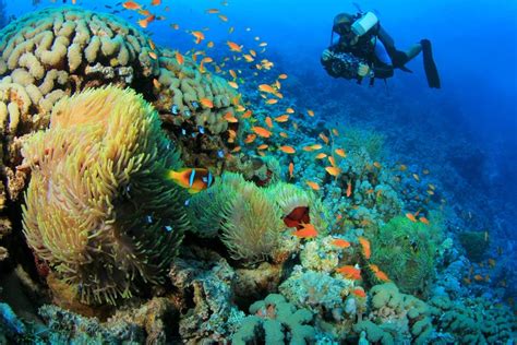 Liveaboard Diving In Thailand Master Liveaboards