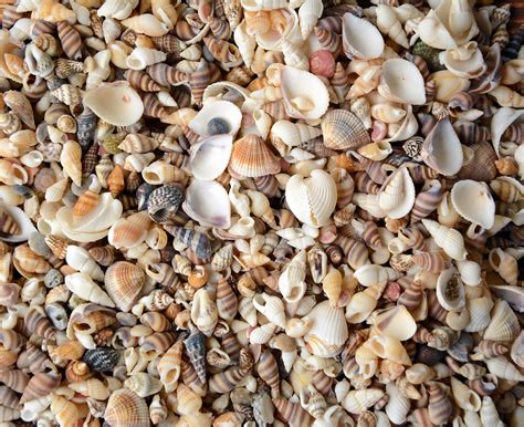 200 Mixed Natural Small Seashells 1312 Shell Etsy Australia