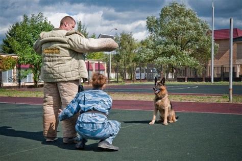 Собаки на службе / Питомцы