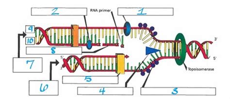 Micro Dna Replication Diagram Flashcards Quizlet