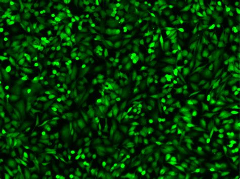 Egfp Mrna N1mepu Helix Biotech
