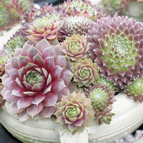 Las Siemprevivas Espectaculares Y Variadas Echeveria Mr Curious Care
