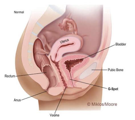 Cystocele Surgery Bladder Prolapse Repair Specialists