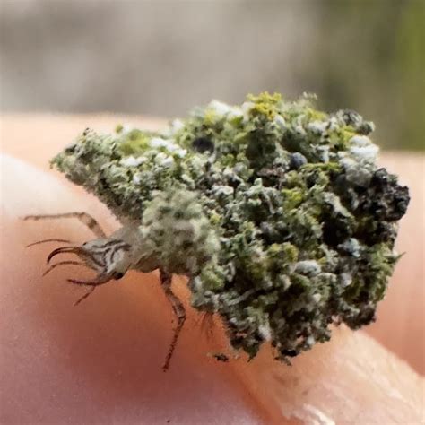 Green Lacewings Identification Guide Better Termite