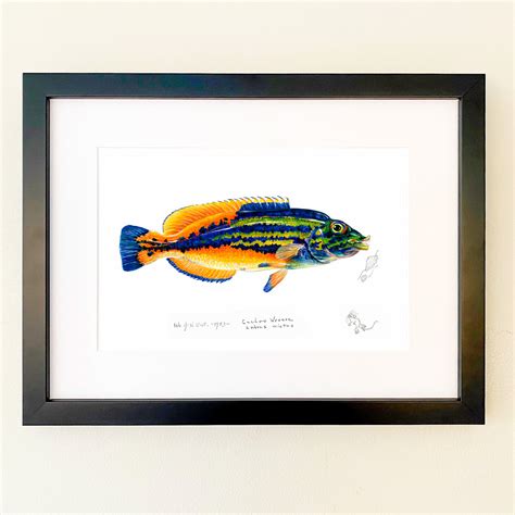 Male Cuckoo Wrasse Print On Sale Wildlife By Mouse