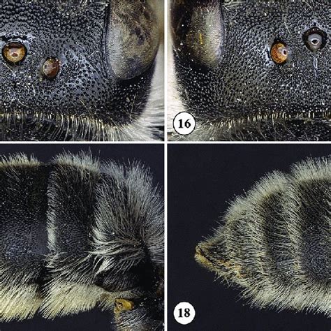 Morphological Differences In The Male Sex Between Hoplitis Mucida Download Scientific Diagram