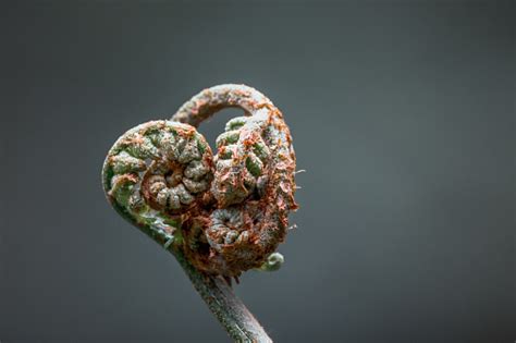 고사리 잎 클로즈업 Badger Weir 열대 우림 Yarra Ranges 호주 부드러운 배경에 펼쳐지는 나뭇잎의 디테일 텍스트를 위한 공간입니다 0명에 대한 스톡 사진 및