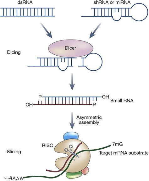 How Does Rnai Work