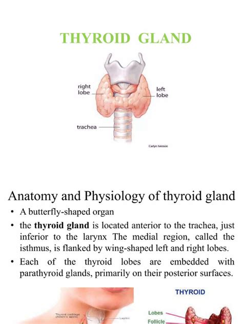Thyroid Anat Physio Pdf