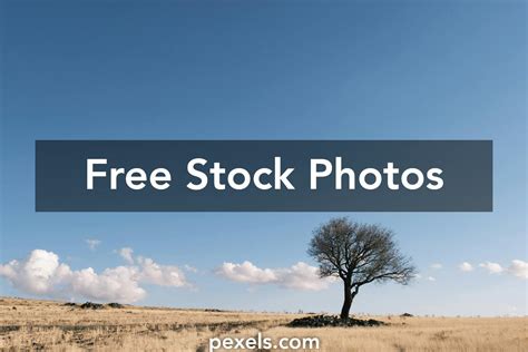 Grassland Landscape With Tree Photos Download The Best Free Grassland Landscape With Tree Stock