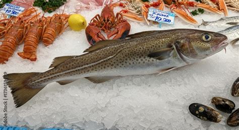 Fresh Atlantic Cod Fish Symbol Of Seafood And Fishing Industry