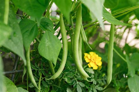 String Beans Plant How Do I Grow Green Beans Planting And Care Guide