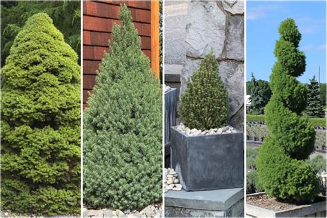 What Kind Of Shrubs Can You Shape Top 9 Picks
