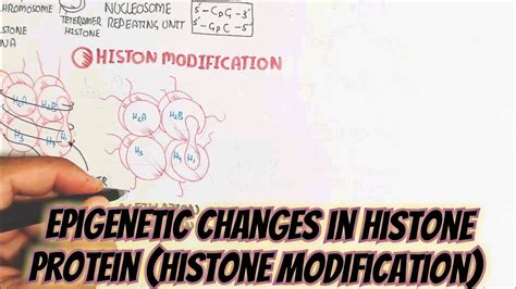 Epigenetics Modification Of Histone Umerfarooqbiology7083 Youtube