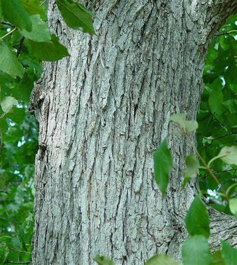 Quercus Macrocarpa Burr Oak Go Botany
