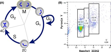 A Cell Cycle Stages Of A Somatic Cell Cell Cycle Stages Consist Of