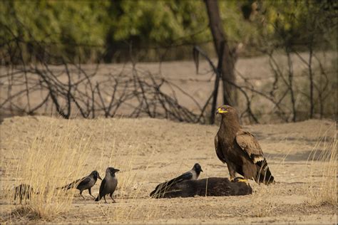 Steppe Eagle Chhapar Rajasthan India Scrolller