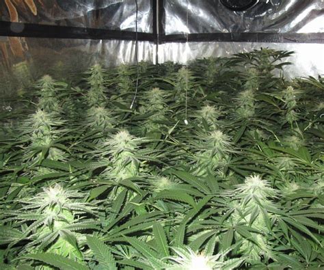 Devil Fruit Strain Medical Seeds Cannapedia