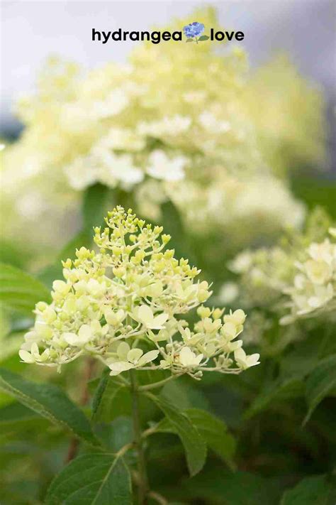 13 Dwarf Hydrangea Varieties Perfect For Small Gardens Hydrangea Love