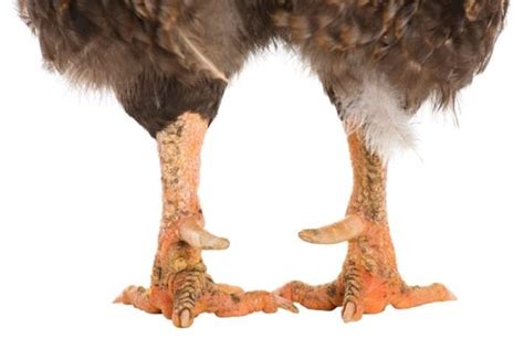 Rooster Spurs Everything You Need To Know Daily Chickens