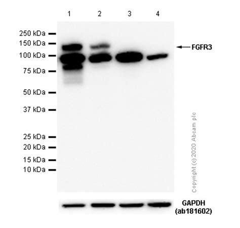 Anti Fgfr3 Antibody Epr23043 Ab133644 Abcam