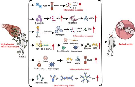 Diabetes And Periodontitis The Role Of A High Glucose Microenvironment