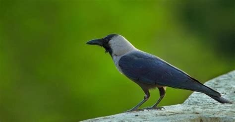30 Facts About Crows That You Must Check 2023 24update