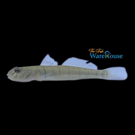 Candy Stripe Goby Awaous Flavus The Fish Warehouse
