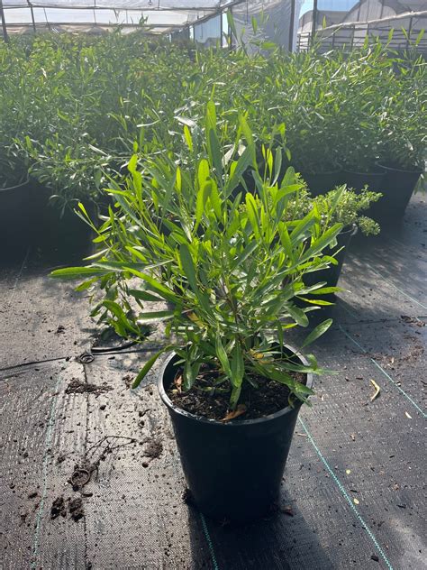 Buy Plants Online Phoenix Az Desert Ready Delivery Three Timbers