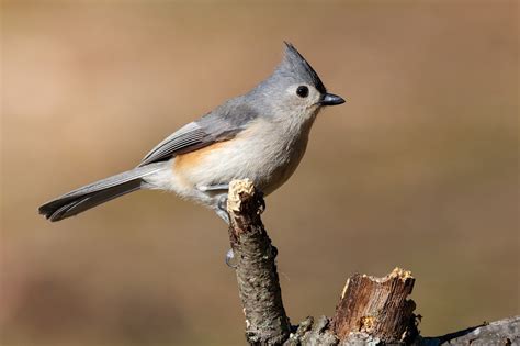 Bird Tufted Titmouse Songbird Free Photo On Pixabay