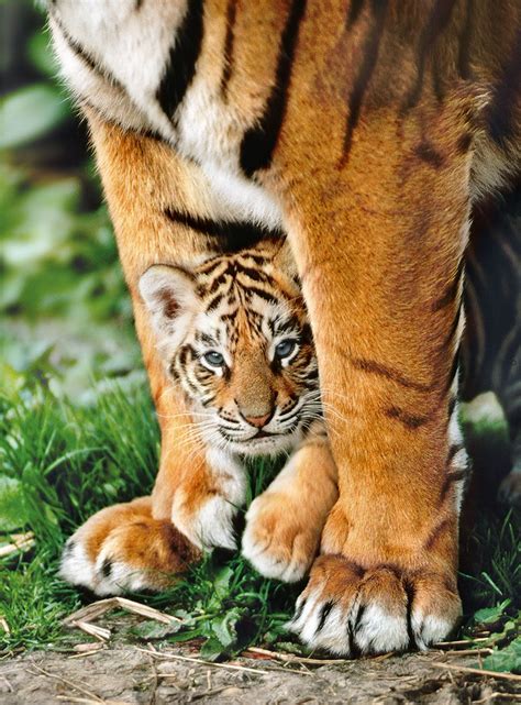 Bengal Tiger Cub Between Its Mother S Legs Artofit