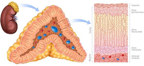 The Formation And Structure Of The Adrenal Cortex My Endo Consult