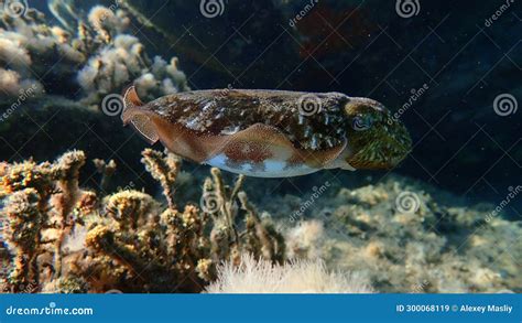 Common Cuttlefish Or European Common Cuttlefish Sepia Officinalis