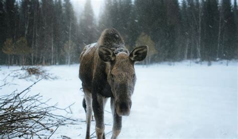 5 Places In Alaska Where Moose Sightings Are Basically Guaranteed