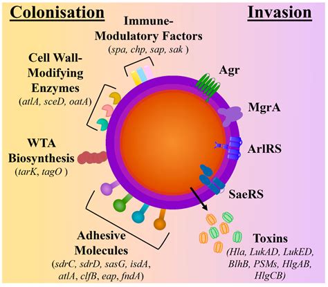 Phenotypic Variation In Staphylococcus Aureus During Colonisation Involves Antibiotic Tolerant