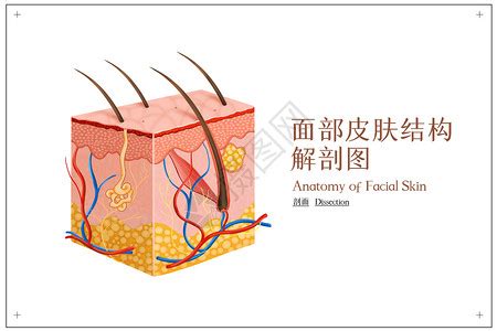 医美图片医美素材医美高清图片摄图网图片下载