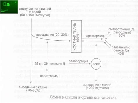 Макроэлемент - Кальций - презентация онлайн