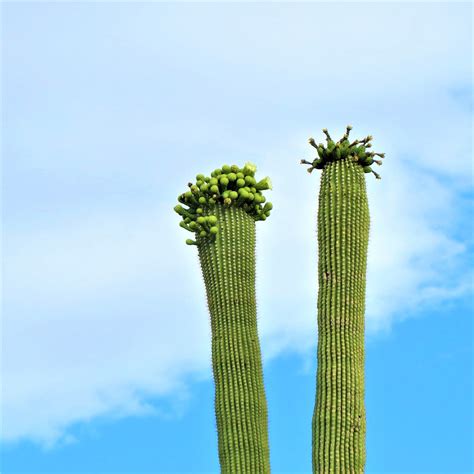 100 Free Saguaro Cactus And Saguaro Photos Pixabay