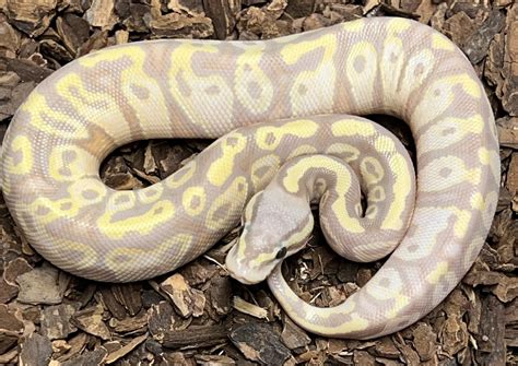 Pastel Banana Het Clownhet Sunset Rustys