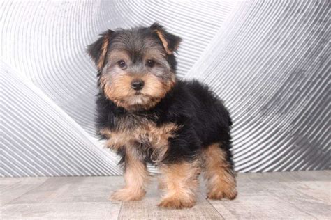 Winston