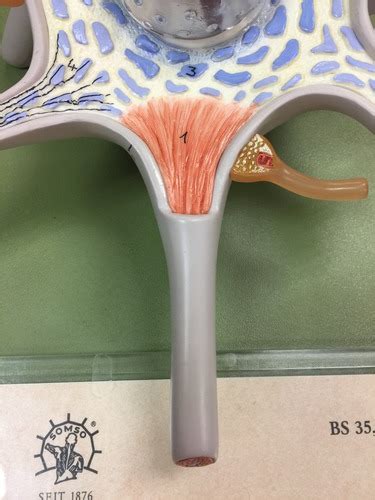 Neuron Flashcards Quizlet