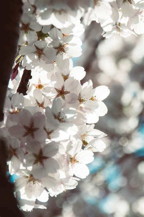 Yoshino Cherry Photographias