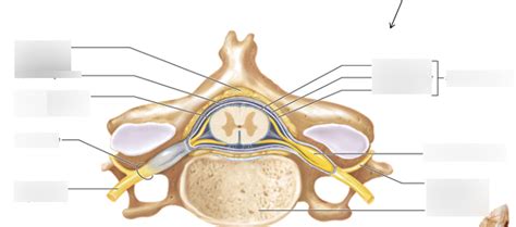 Diagram Of Ap Quizlet