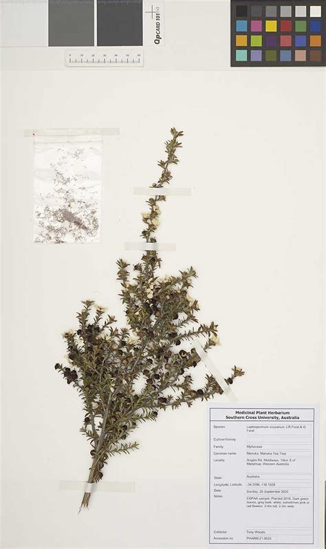 Leptospermum Scoparium β Triketone Chemotype Eopaa