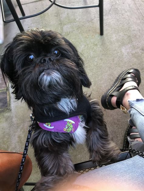 no meal is safe : r/Shihtzu