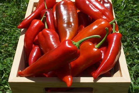 Kapya Biber Bebeklere Ne Zaman Verilir Güncel Oku