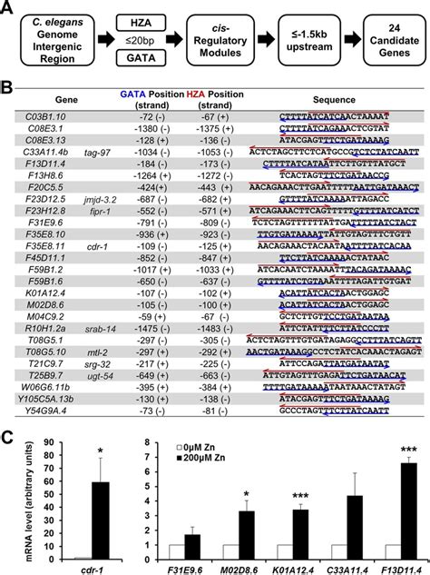 A Modular System Of Dna Enhancer Elements Mediates Tissue Specific Activation Of Transcription