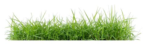 Grass Glossary Developing Experts